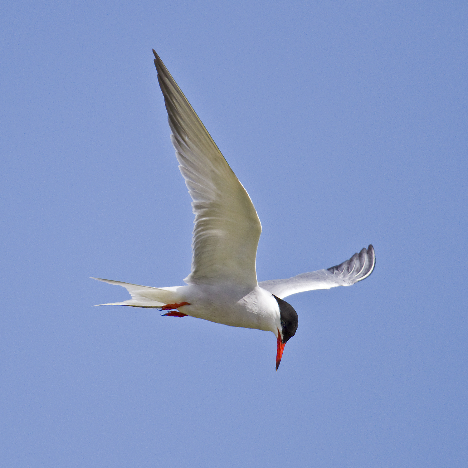 PETER'S PORTFOLIO..............Bird & Wildlife Photography: Common Tern ...