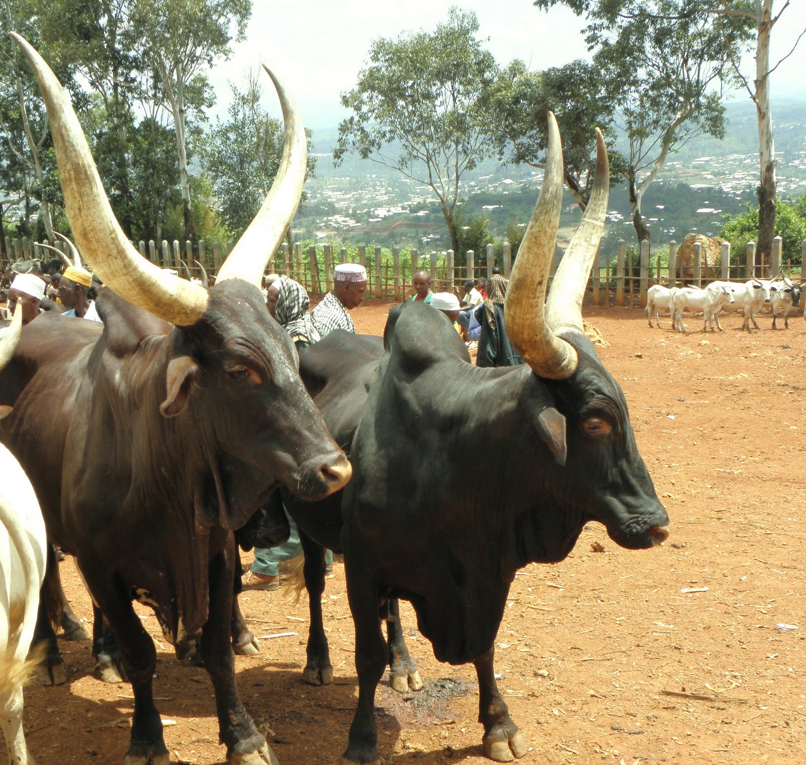 KAYE IN CAMEROON: LIFE IN THE NORTHWEST