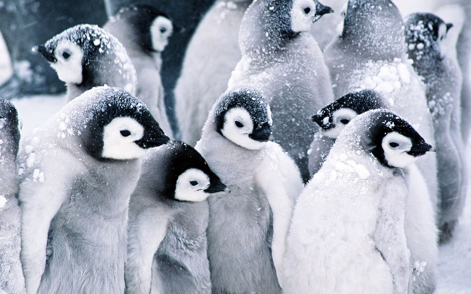 Pinguin Achtergronden | HD Wallpapers