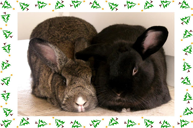 Tales from The Raspberry Rabbits: 2013