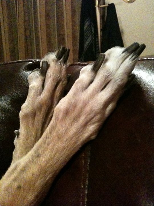 Northern Lights Greyhound Adoption Dog Blog: NLGA Photo Roundup ...