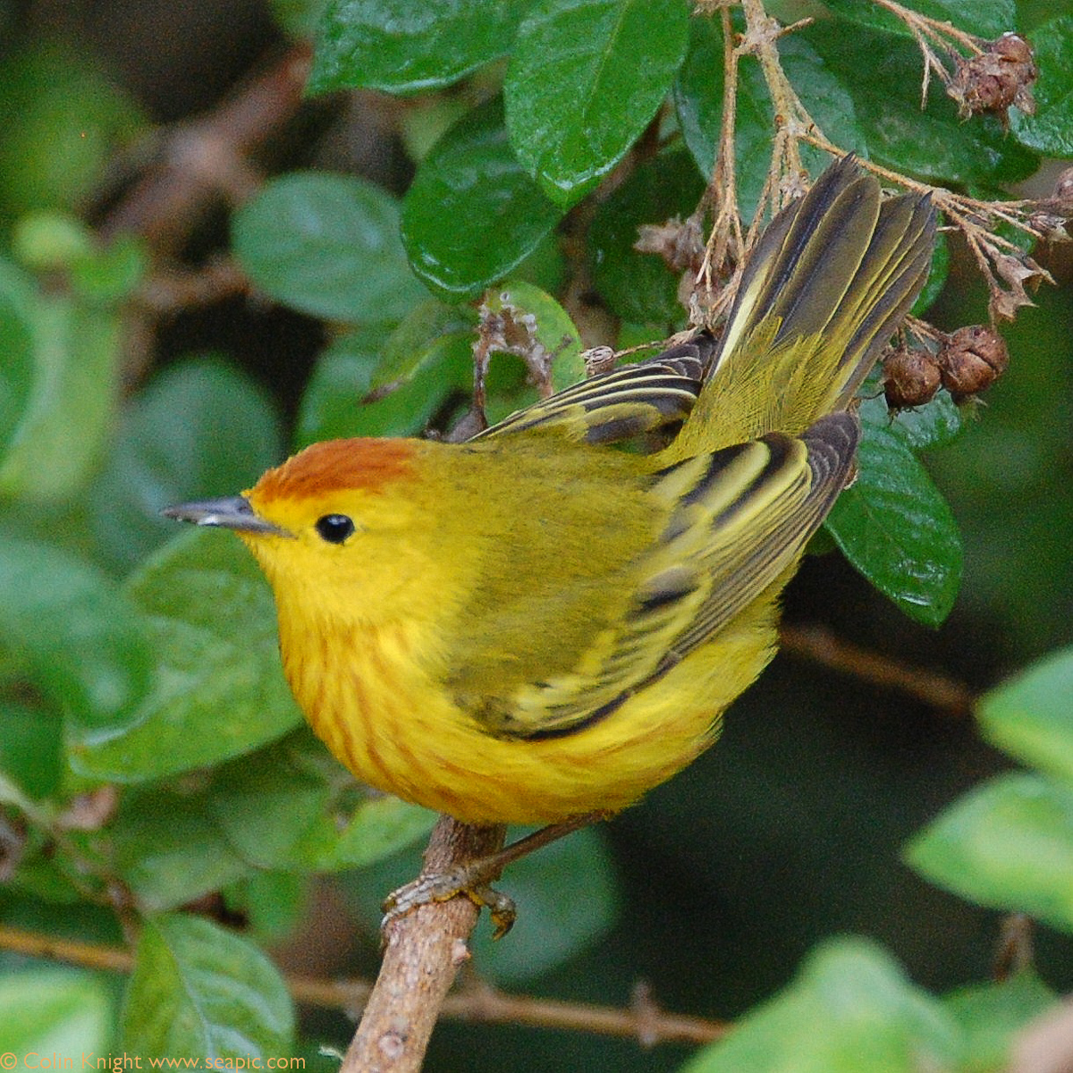 Postcards from Sussex: Yellow Warbler and Heyshott