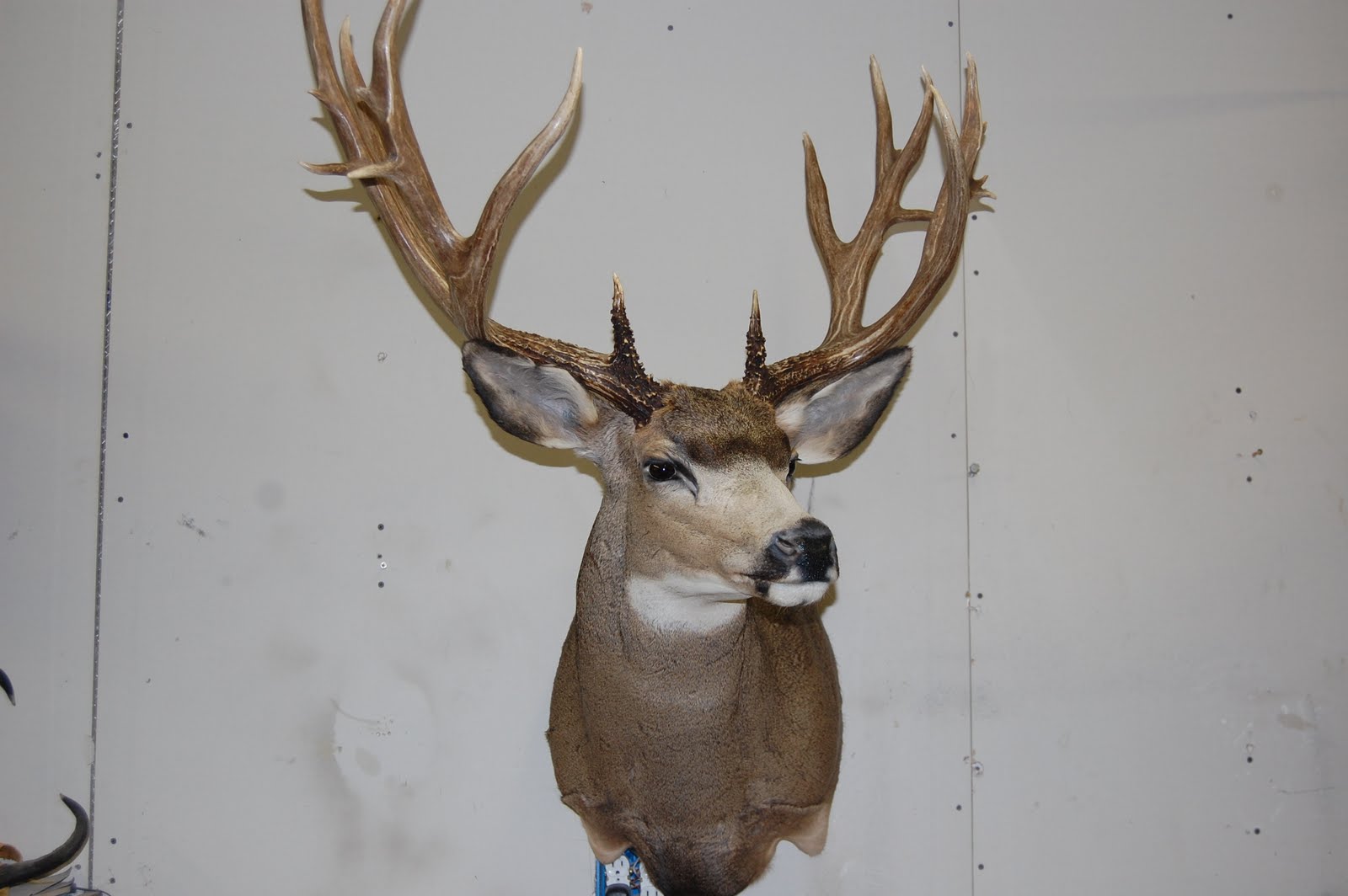 Deer Mounts | Elk Horn Specialties
