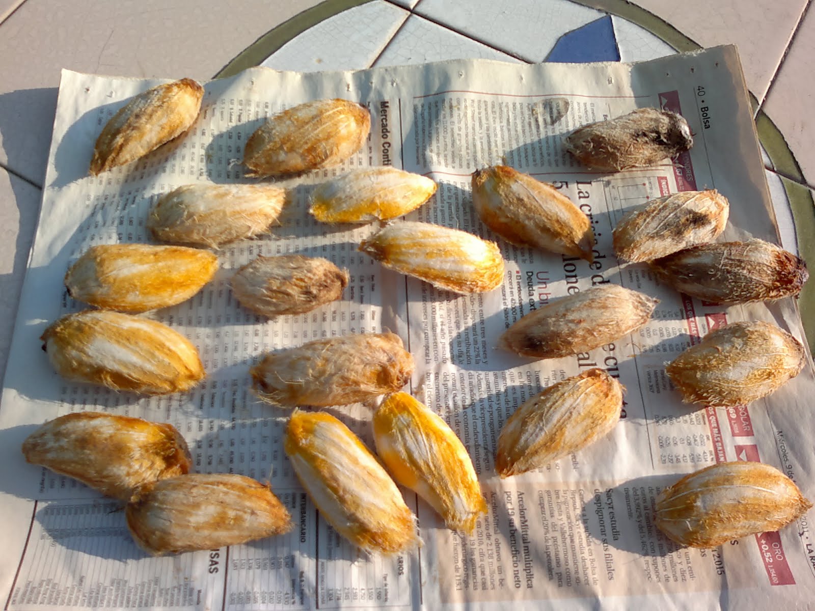 DIARIO DE UN CAMPESINO: SIEMBRA DE SEMILLAS DE MANGO