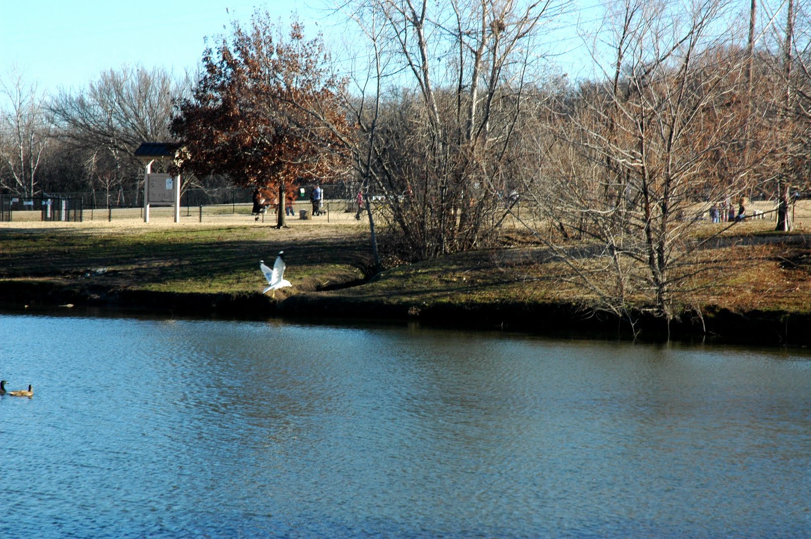 Snapshots: Seagull visits Hunter Park, Tulsa, OK