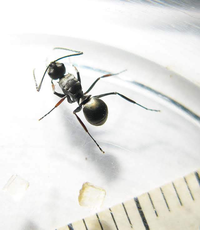 Photos and Info on Ants and Termites of Malaysia: Polyrhachis sp