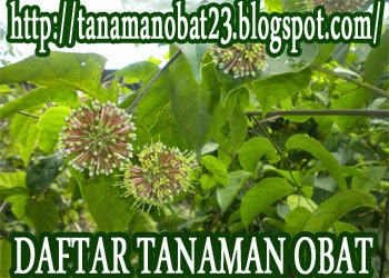 Tanaman Obat Gambir (Uncaria gambir (Hunter.) Roxb.)