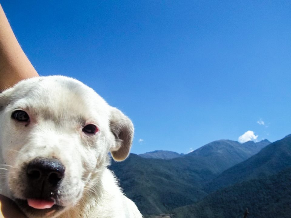 Timotes, Merida - Venezuela: LA OBRA TRUNCA DE MONSEÑOR VIVAS