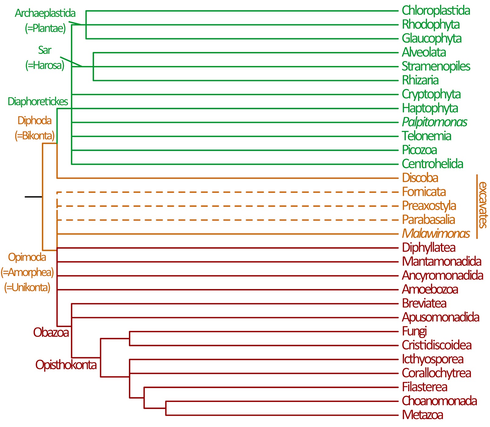 Phylogenetics...: Root of the Eukaryotic Tree of Life