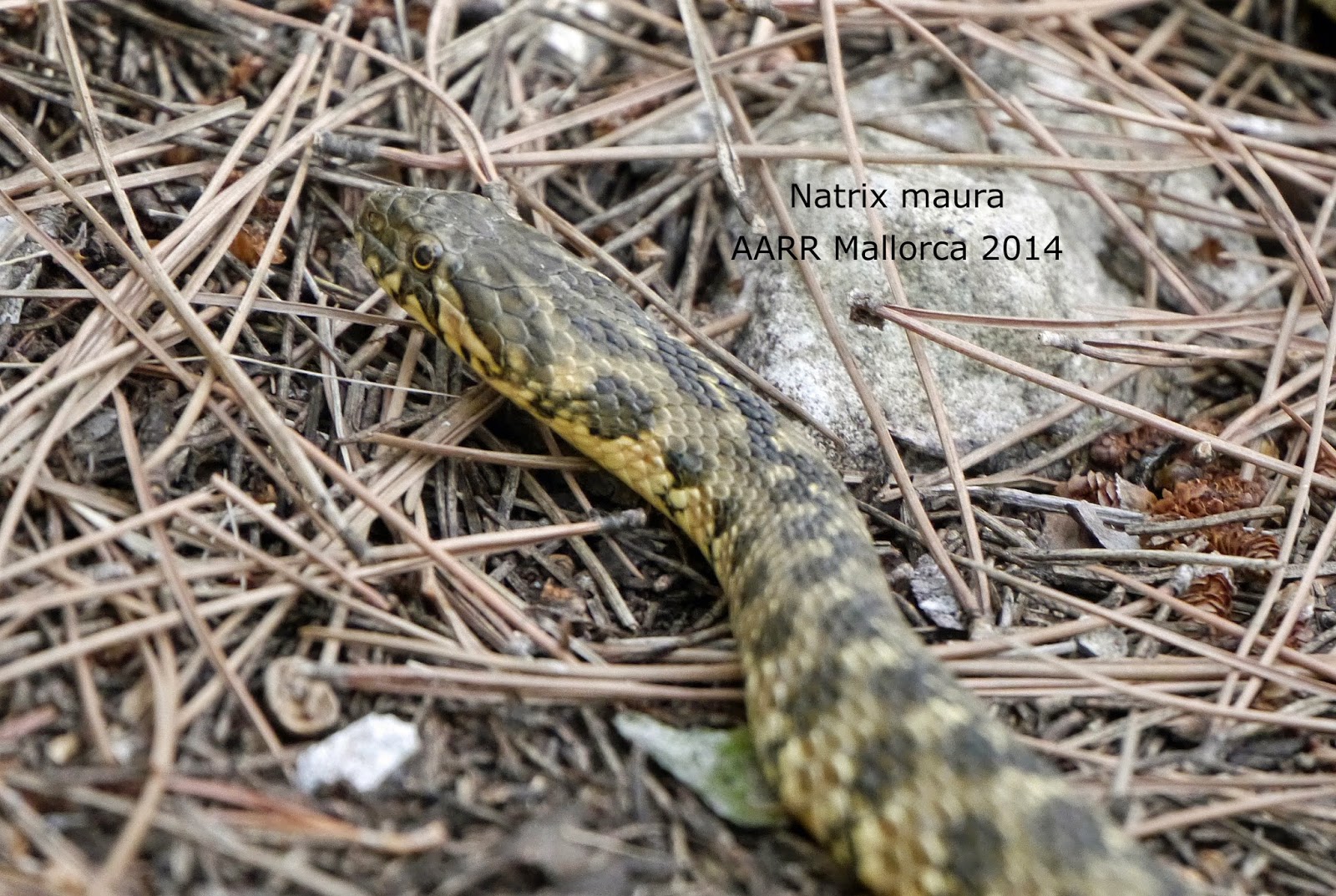 ANFIBIOS Y REPTILES Y PEQUEÑOS MAMIFEROS.: CULEBRA VIPERINA (NATRIX MAURA)