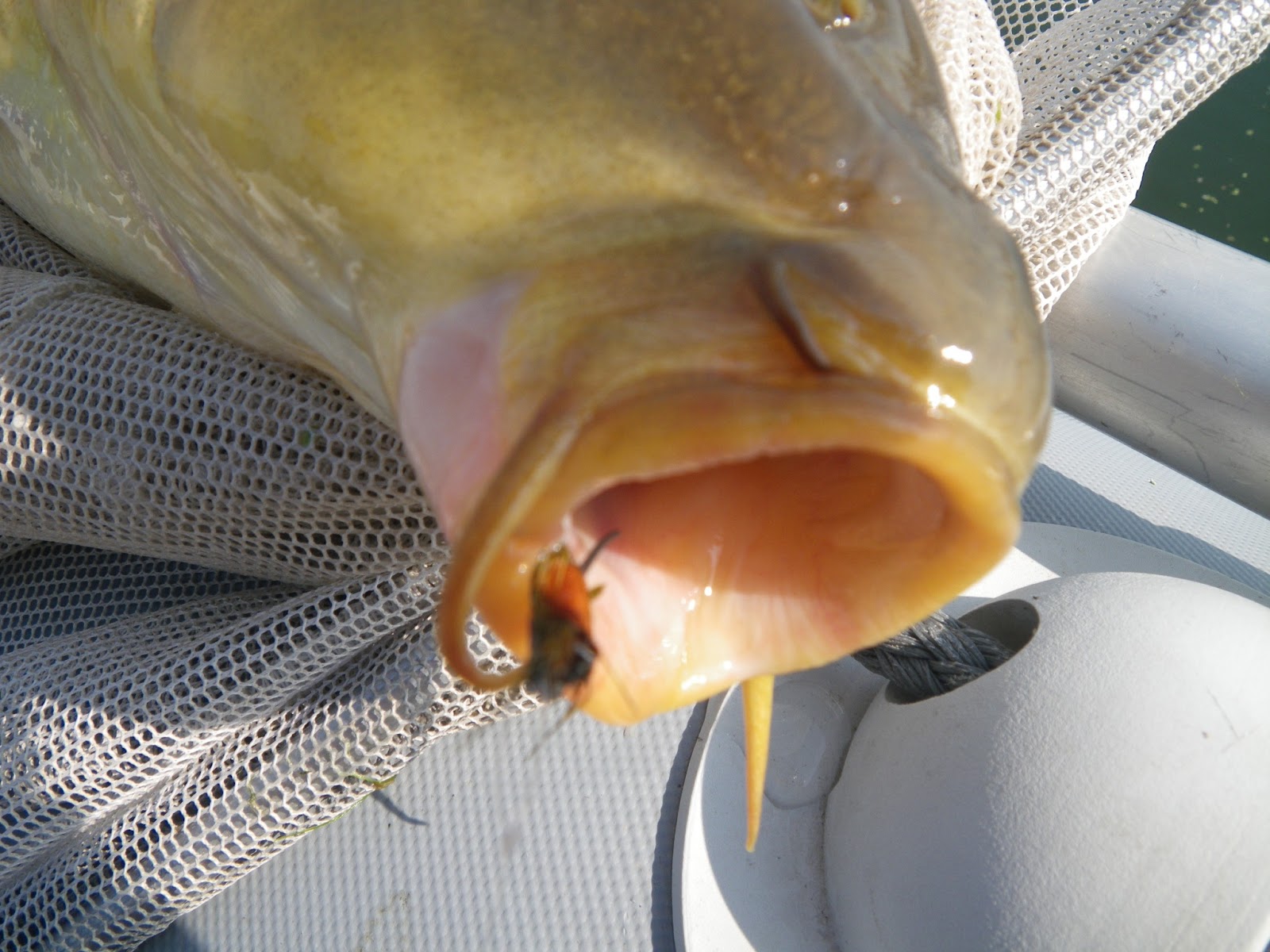 Got Backing? (Formerly Known as Mr. P.'s Blog): Carp Parts--Mouths and Lips