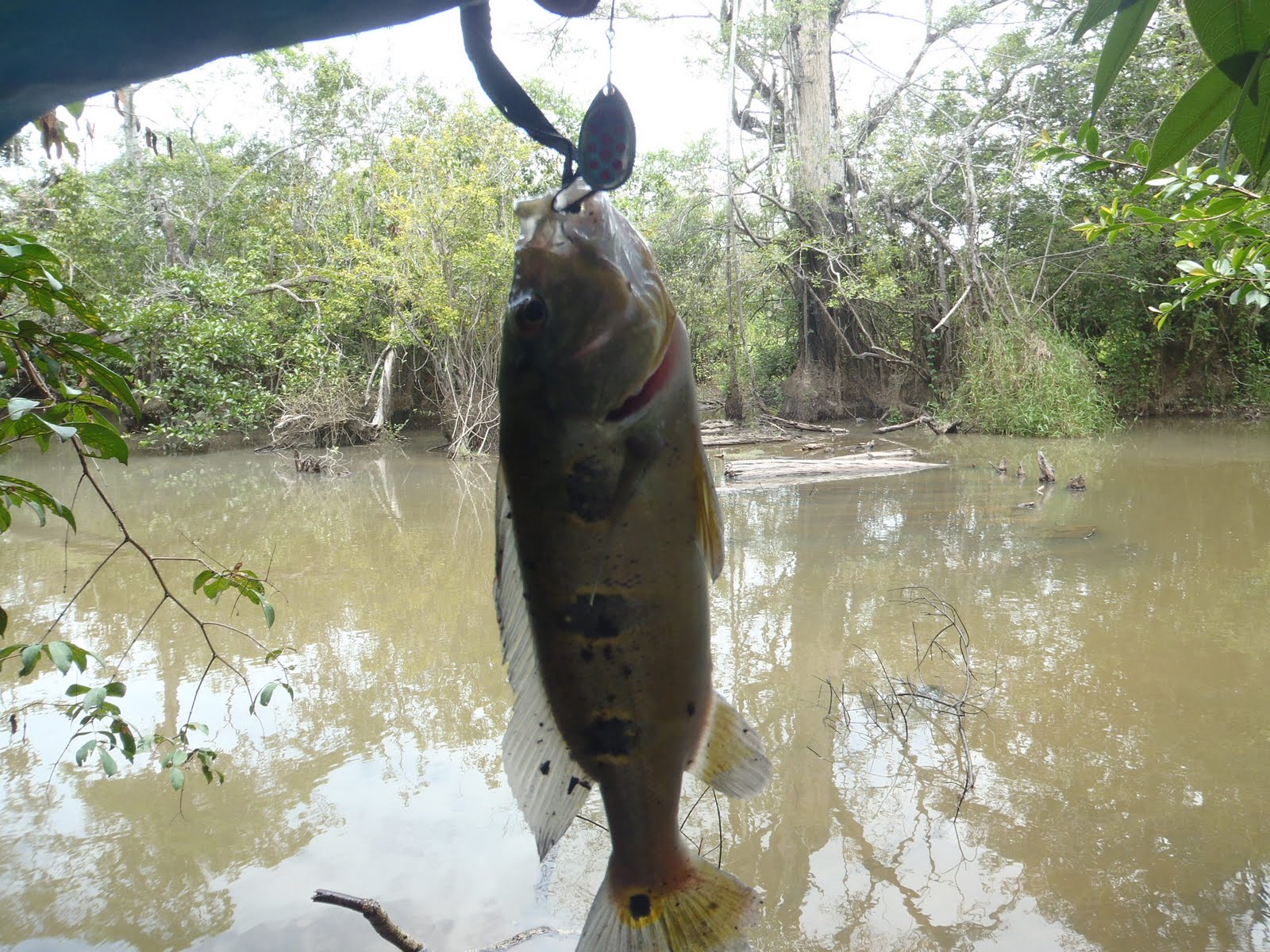 Arte y Pesca Colombia: pesca en el meta