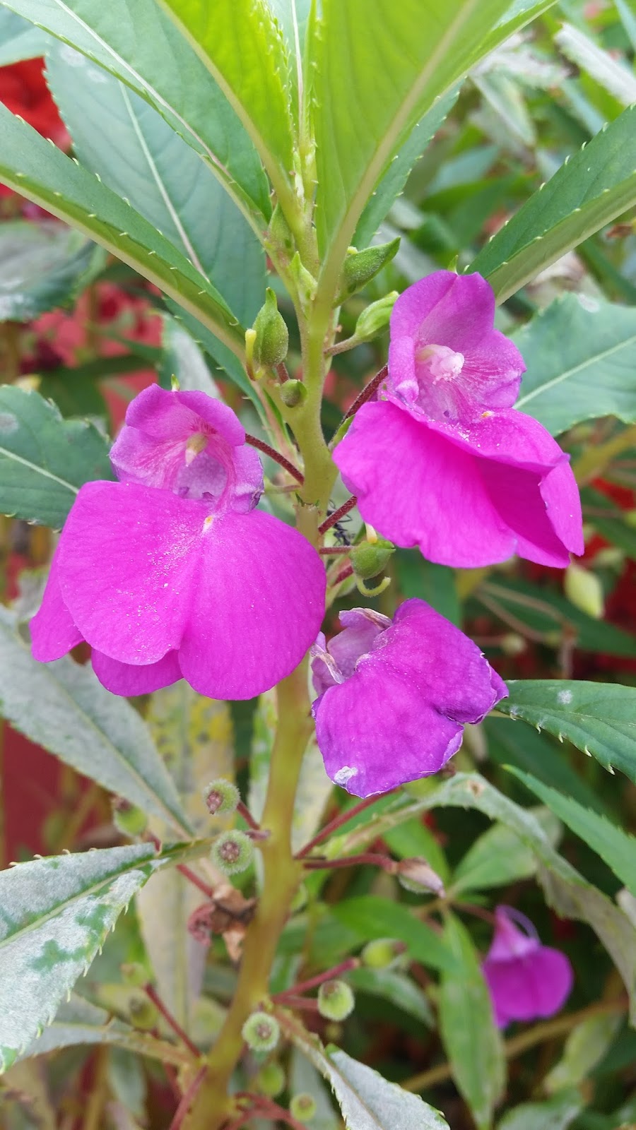 Warisan Petani: WW 30 : Bunga Keembong