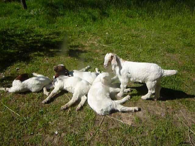 RichCat 山羊居: Goat's Napping 山羊的午睡