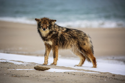 Terrierman's Daily Dose: A Coyote of a Different Color