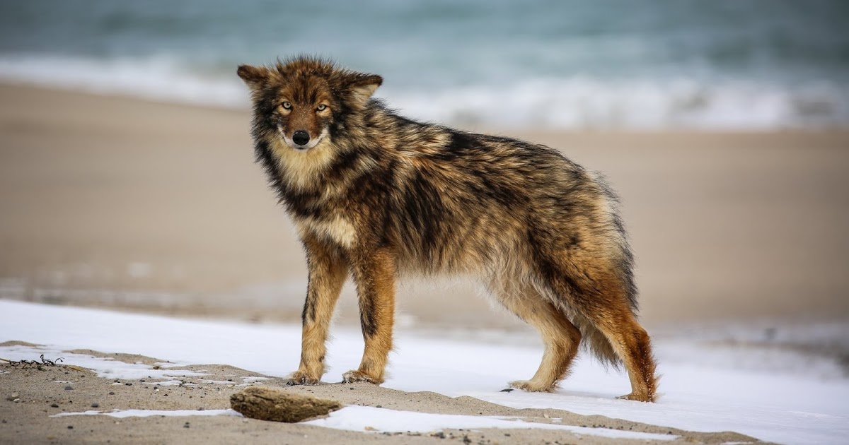 Terrierman's Daily Dose: A Coyote of a Different Color