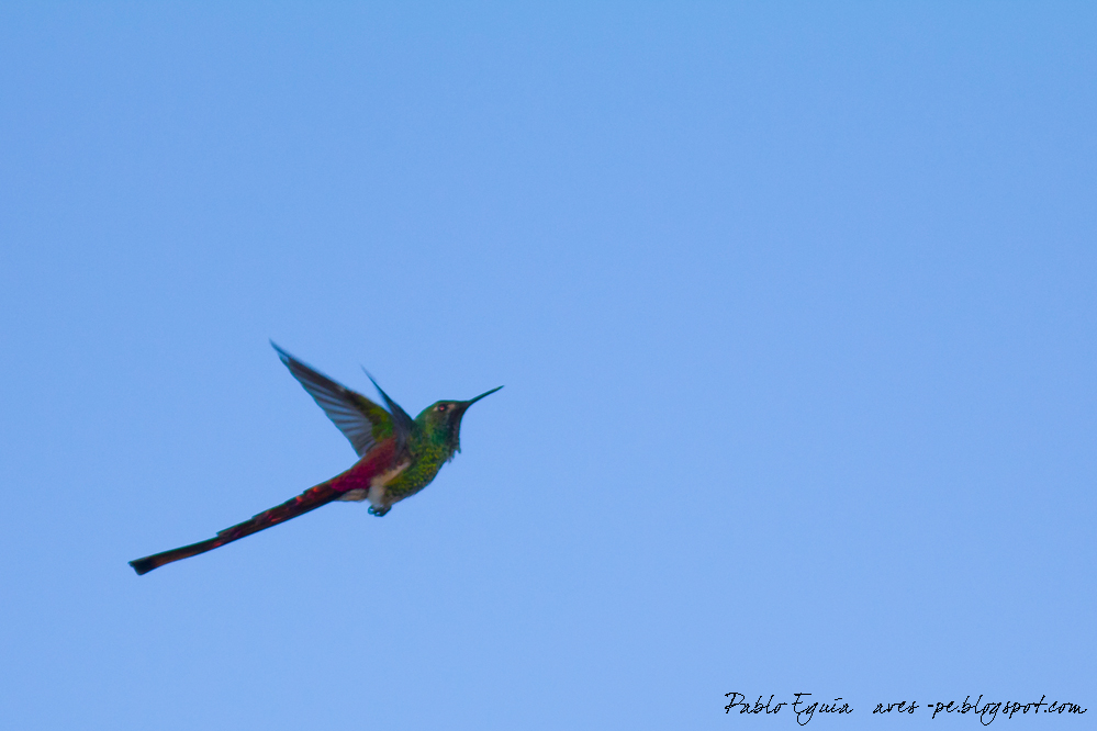 mis fotos de aves: Sappho sparganurus Picaflor Cometa Red-tailed Comet
