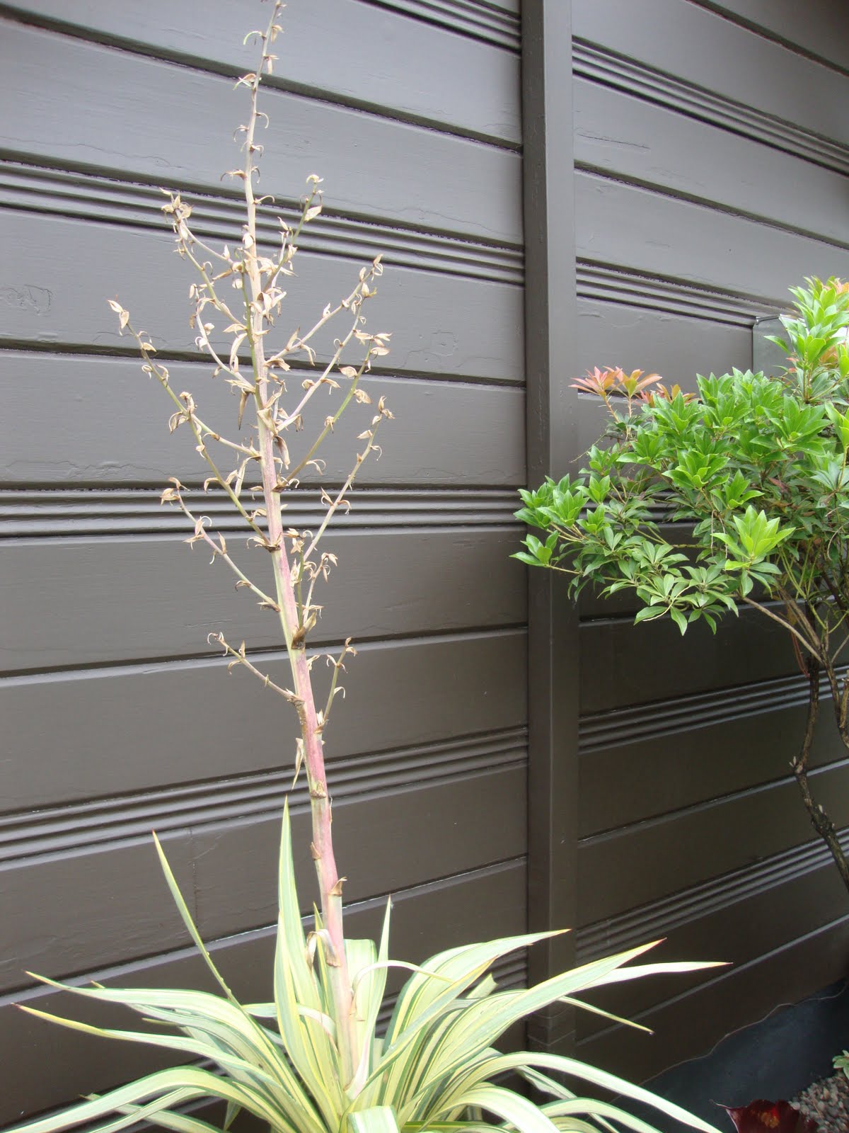 danger garden: When your Yucca is finished blooming…