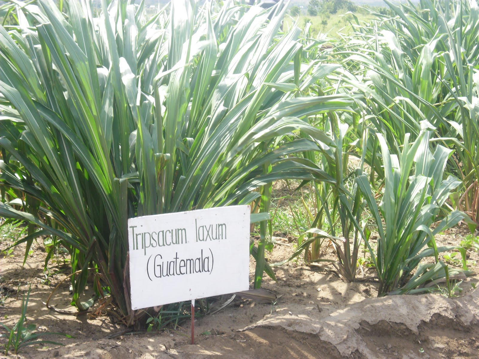 Banzi wa Moro: Utafiti wa malisho ya mifugo