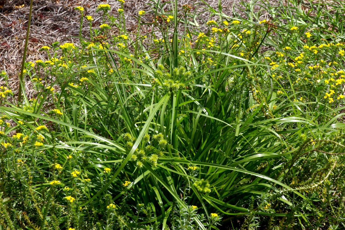 Rufino Osorio: Yellow Flatsedge – Cyperus croceus