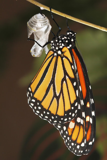 All of Nature: Monarch Butterfly Emerging From Chrysalis