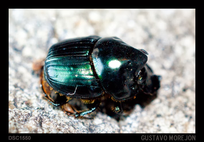 Coleoptera de Ecuador: Onthophagus curvicornis LATREILLE, 1811