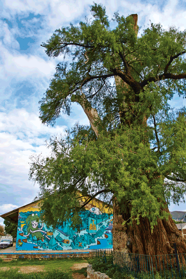 LIBROS DE OAXACA: ARBOLES EMBLEMATICOS DE OAXACA PATRIMONIO VIVO DE LA ...