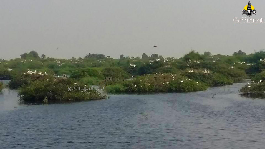 GoTirupati: Vedanthangal Bird Sanctuary