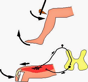 Página de curiosidades y más: Los actos reflejos