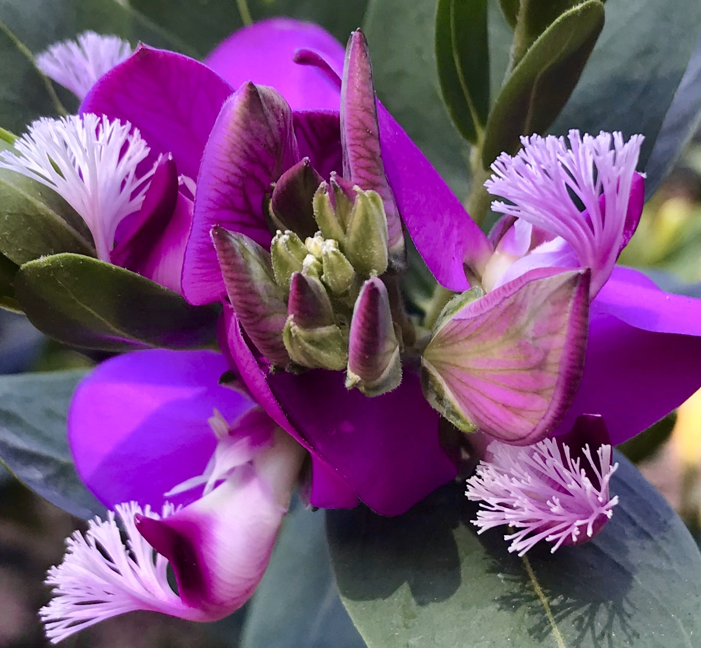 On Discovering A Garden: Gopher Resistant Plants