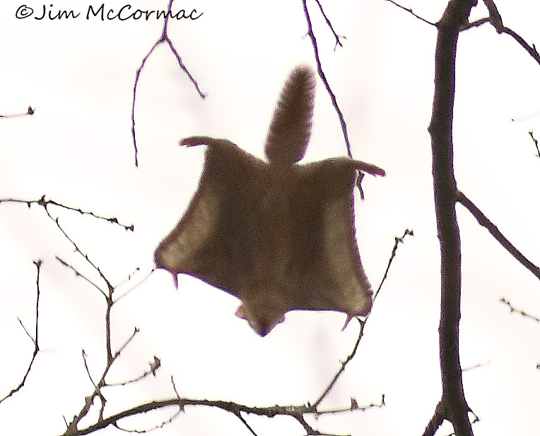 Ohio Birds and Biodiversity: Nature: Ohio scientists finally learning ...