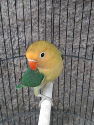 African Lovebirds Mutations Variety - Lovebird Breeding Tips And ...