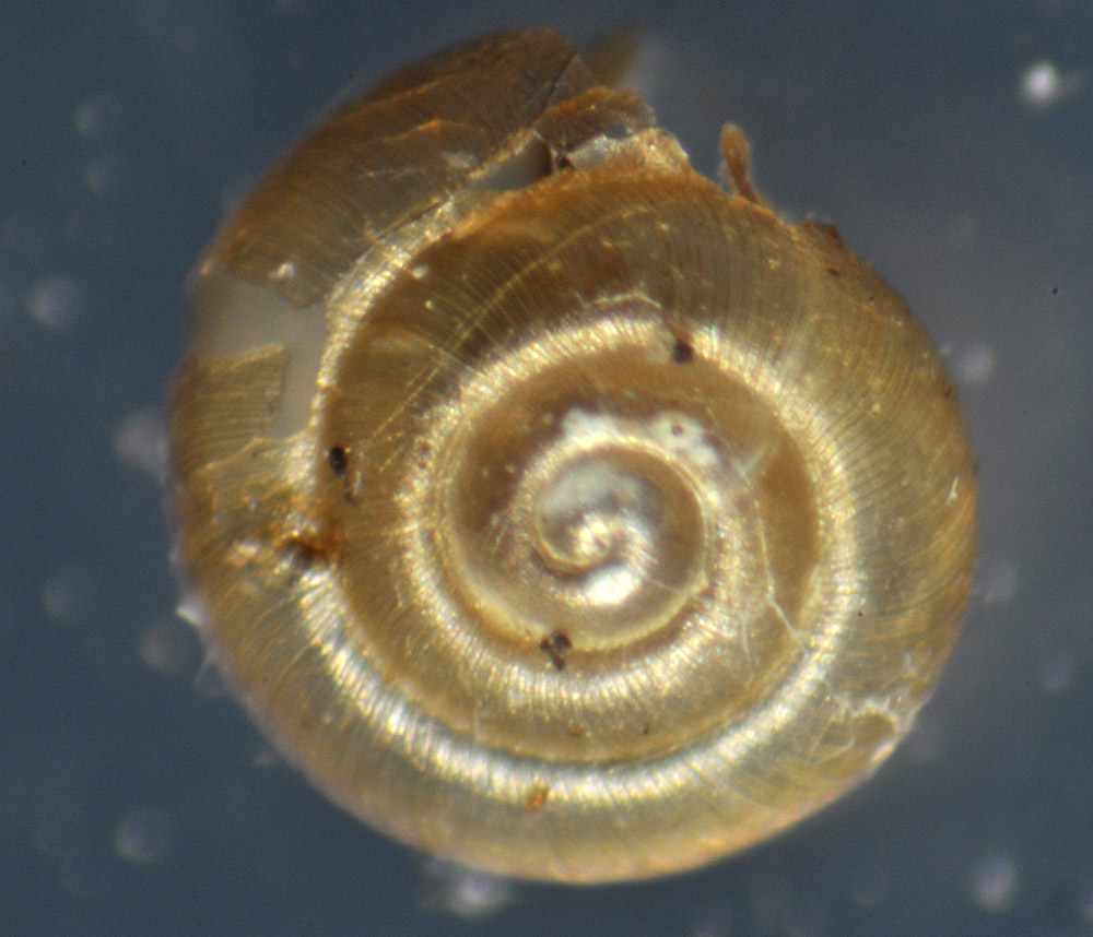Land Snails And Slugs Of Pennsylvania And New York Punctum land-snails-and-slugs-of-pennsylvania-and-new-york-punctum