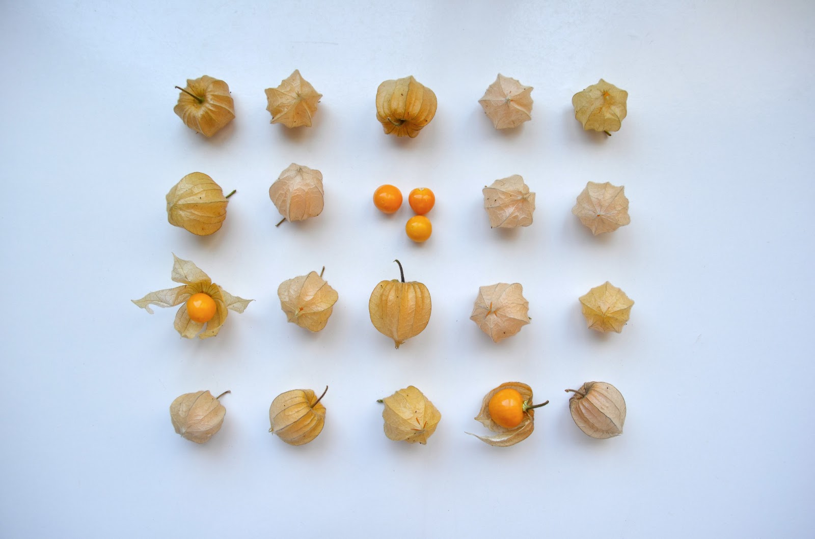 OTCHIPOTCHI: PHYSALIS