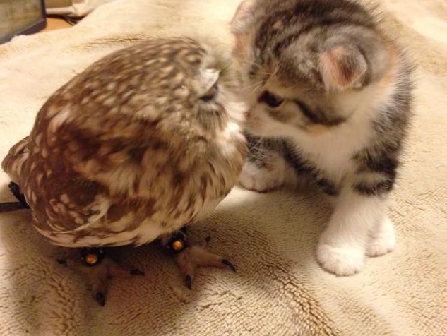 White Wolf : Kitten And Owlet Become Best Friends And Nap Buddies (Photos)