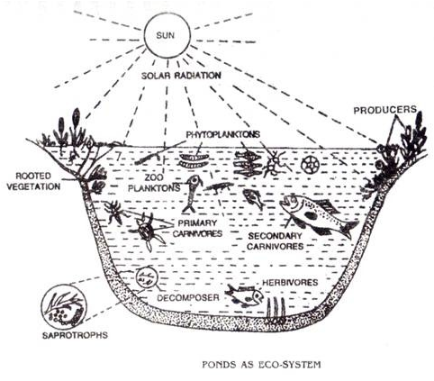 Study Of Different Components Of Pond Eco-system