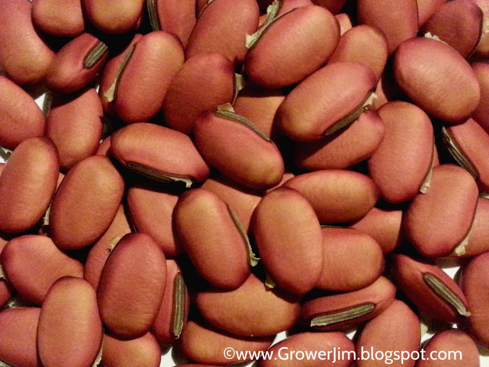 Garden Adventures: Sword bean (Canavalia gladiata)
