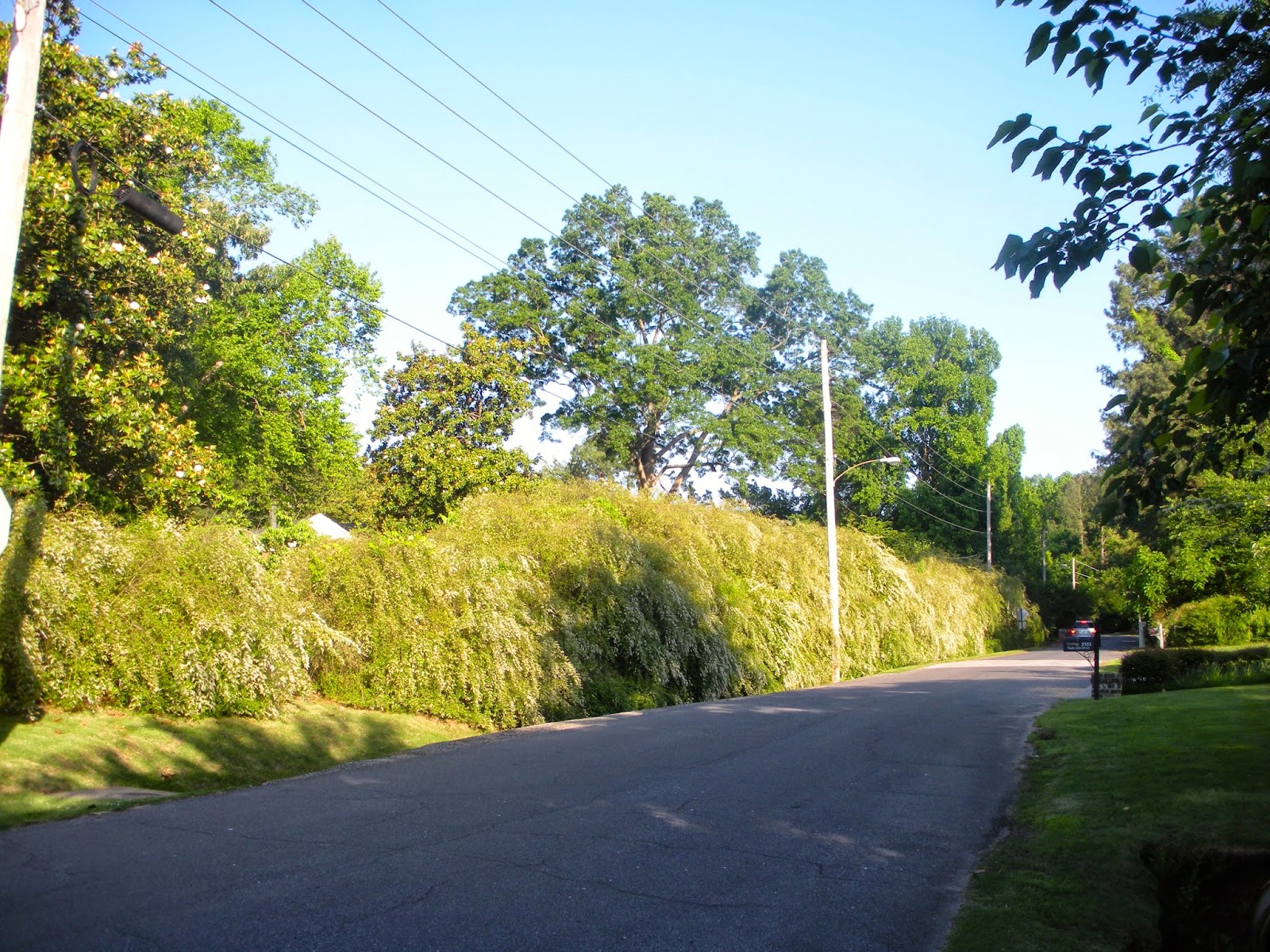 Memphis Trees: The Murder of the Regal Privet