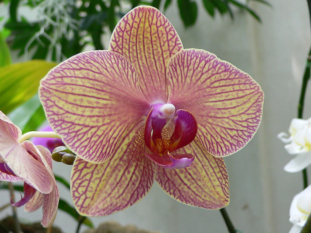 Grow and care Phalaenopsis orchid - Moth orchid | Travaldo's blog