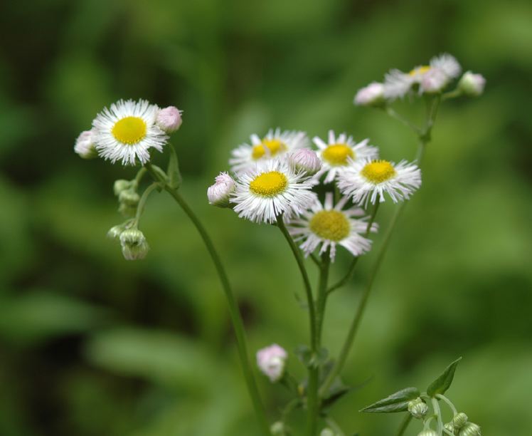 Field Biology in Southeastern Ohio: Fleabanes