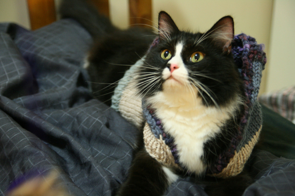 Keep Your Cat Warm This Winter: Cat Hoodie Tutorial - Minneapolis Homestead