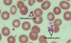 Dunia Kesehatan: Anatomi dan Fisiologi System Hematology
