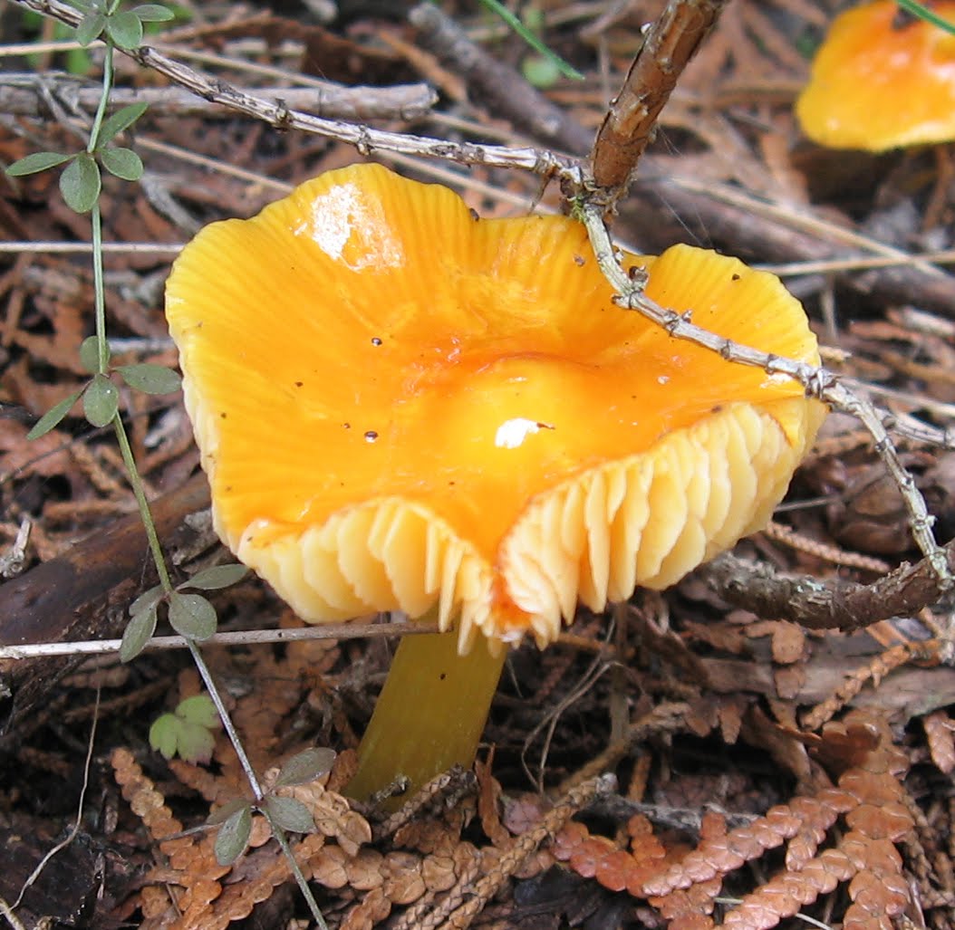 Tangled Web: The Forest Floor Fungi at the Frink Center