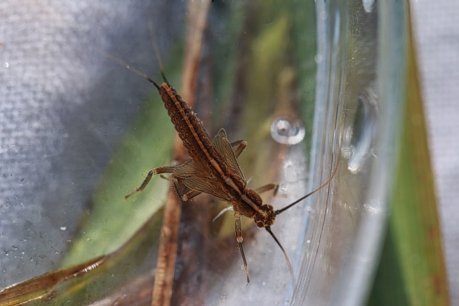 Aquatic Insects of Central Virginia: A review of the large winter stone ...