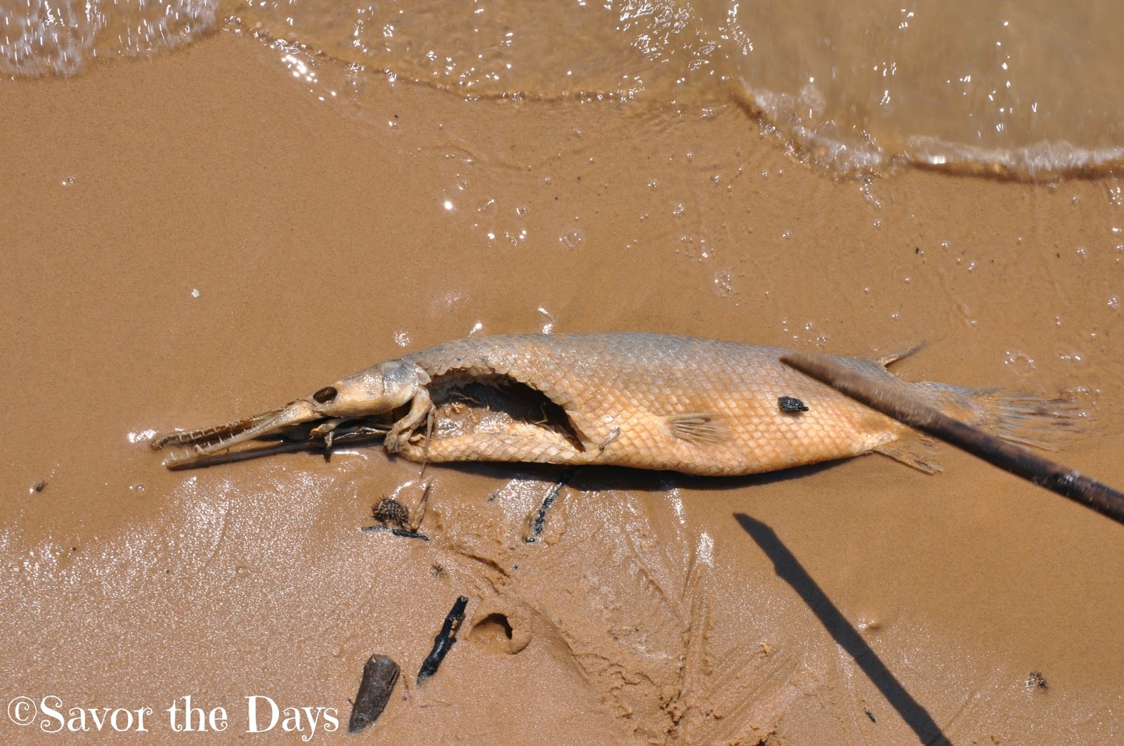 Savor The Days: Exploring Grapevine Lake