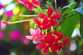 Chinese honeysuckle (Niyog-niyogan) - Scientific name: Quisqualis ...