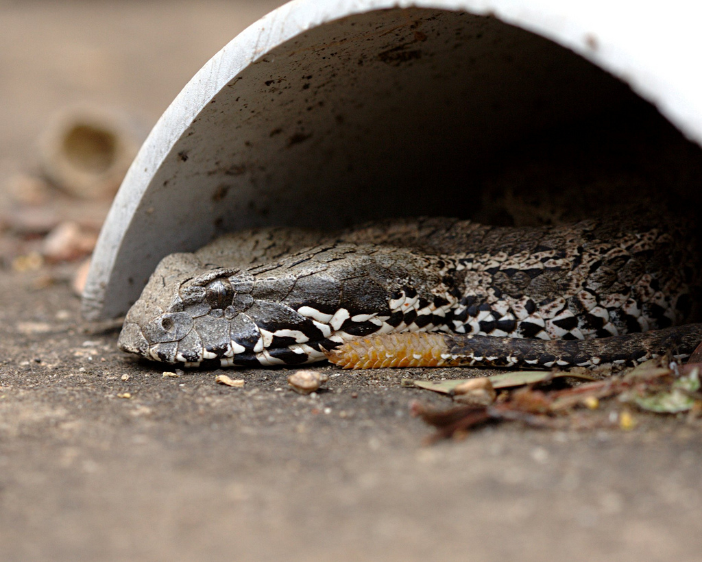 Real Monstrosities: Death Adder