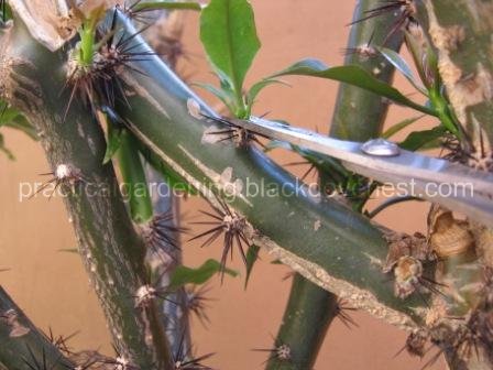 Practical Gardening: Garden Scissors for Pruning and Deadheading