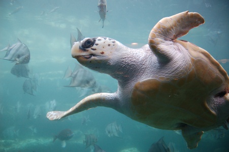 Endangered New Jersey: Loggerhead Turtles