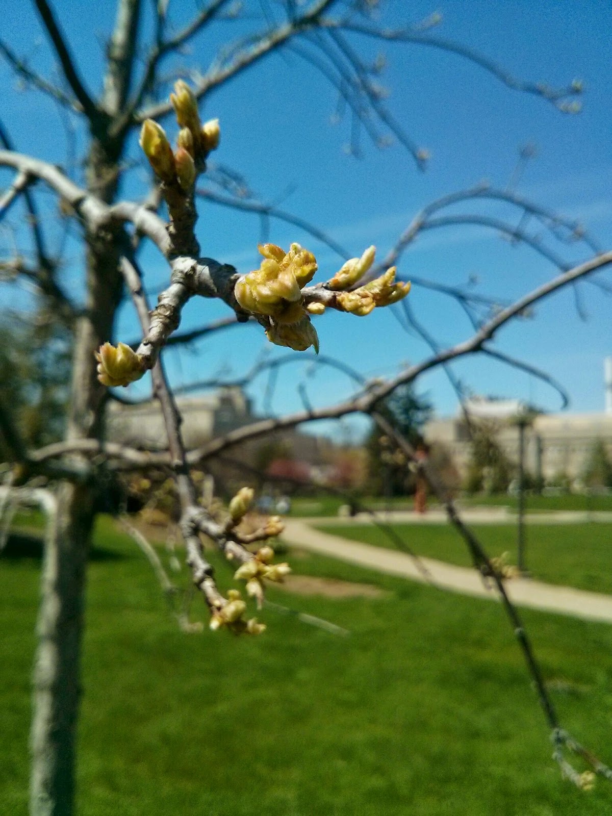 Bloomington, IN: IU Arboretum (Spring) - Explore This City